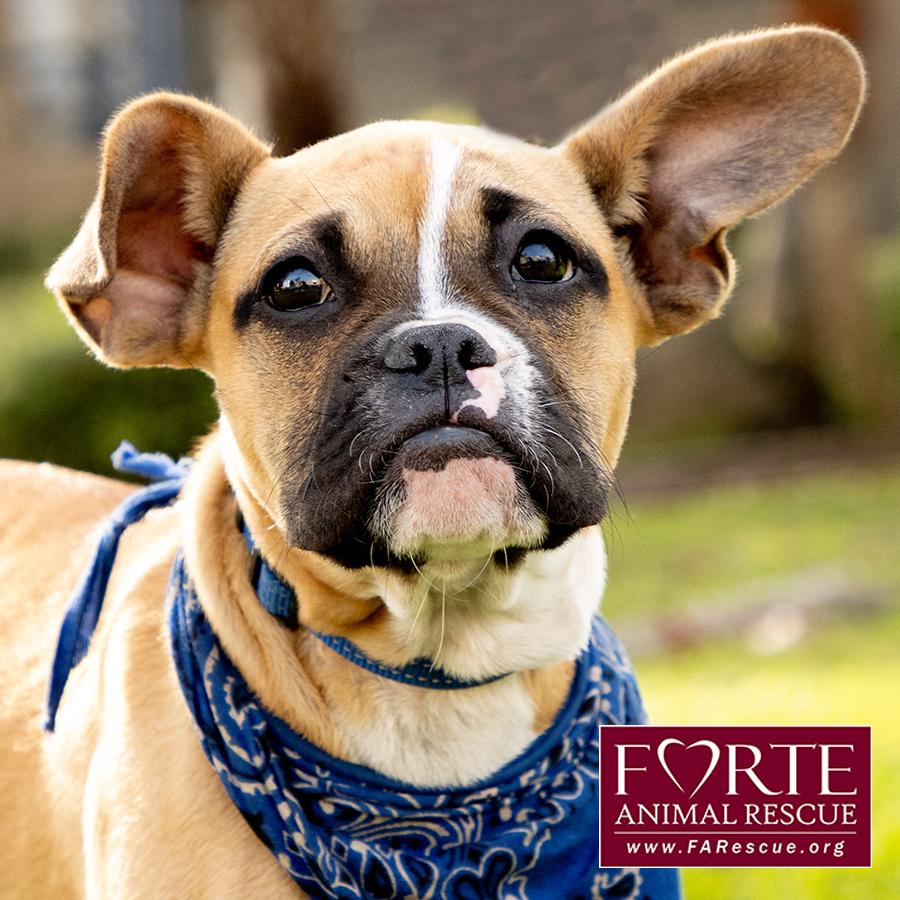 Dog for adoption - Gigi, a Boston Terrier & French Bulldog Mix in ...