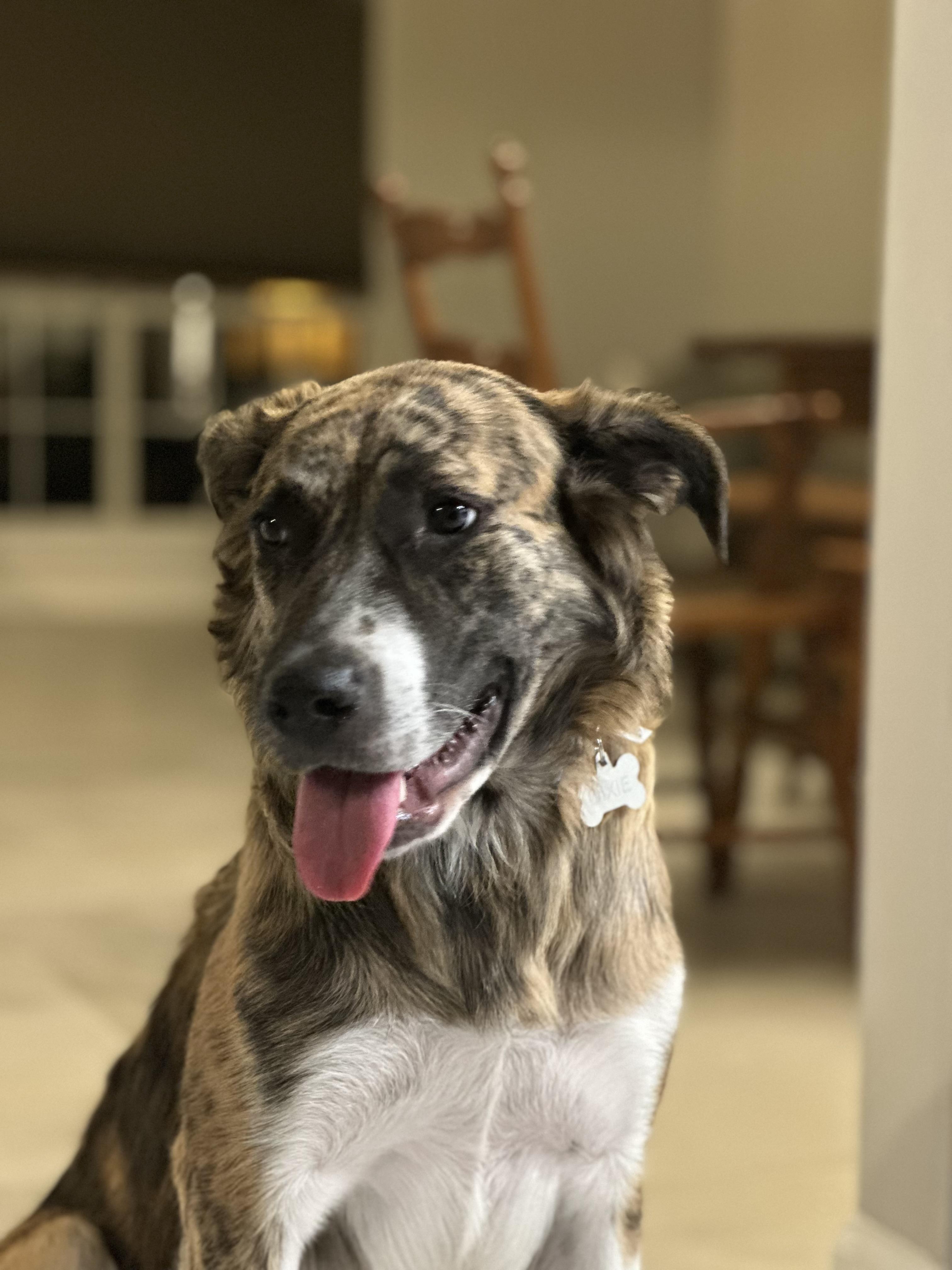 Dog for adoption - Dixie, an Australian Cattle Dog / Blue Heeler ...