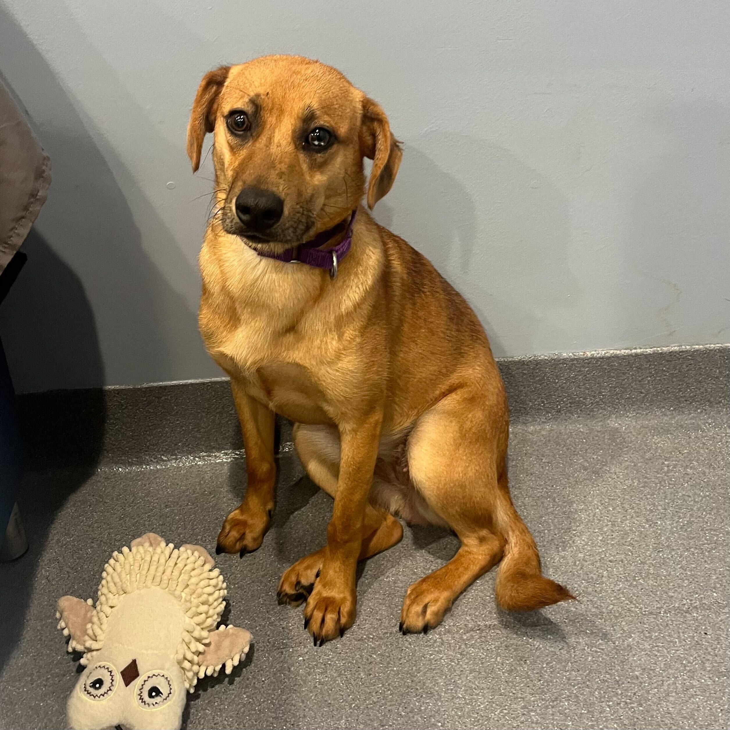 Dog for adoption - Pixie, a Mixed Breed in Canal Winchester, OH | Petfinder