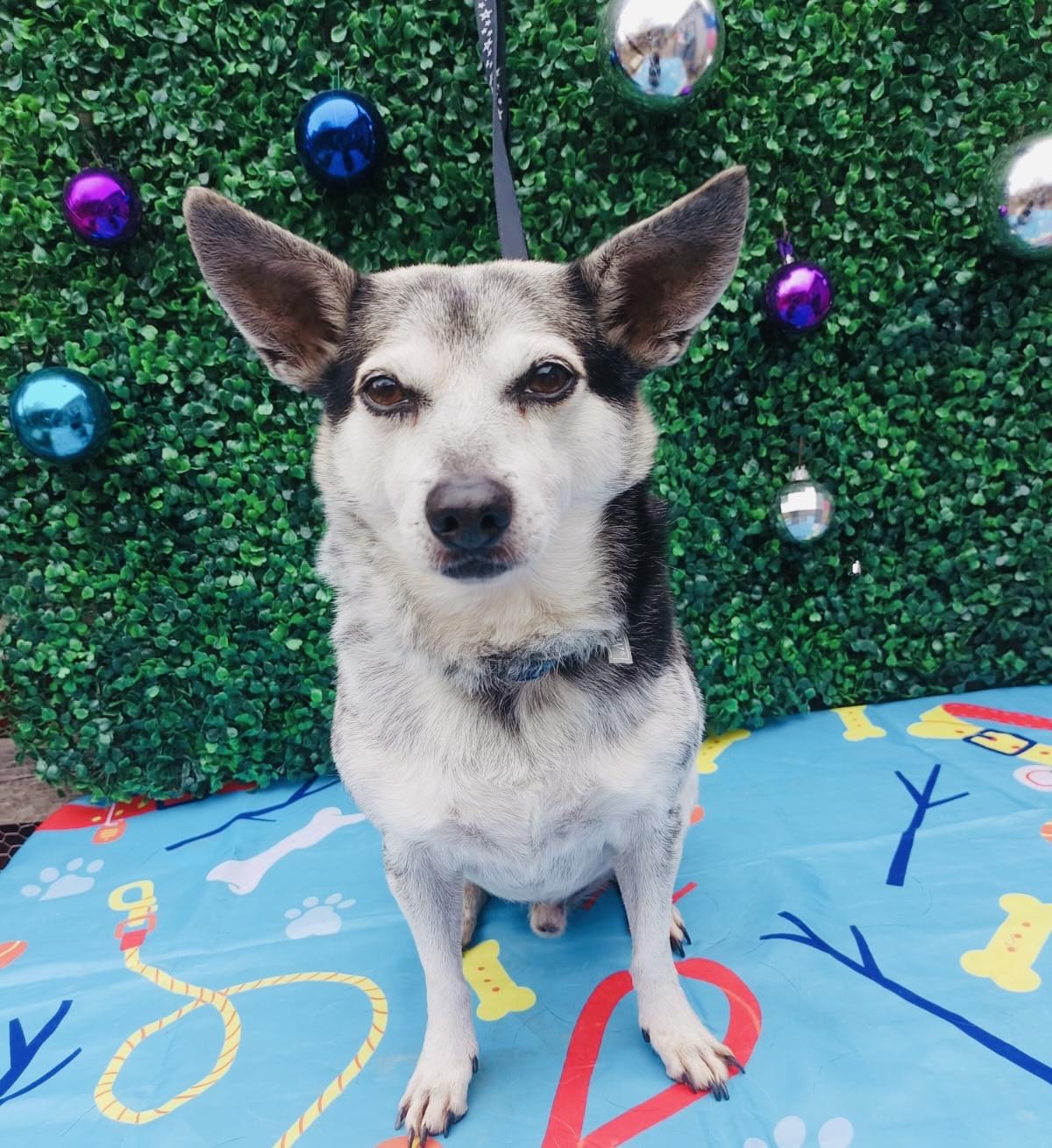 Dog for adoption - Dylan, an Australian Cattle Dog / Blue Heeler & Chihuahua Mix in Martinsburg ...