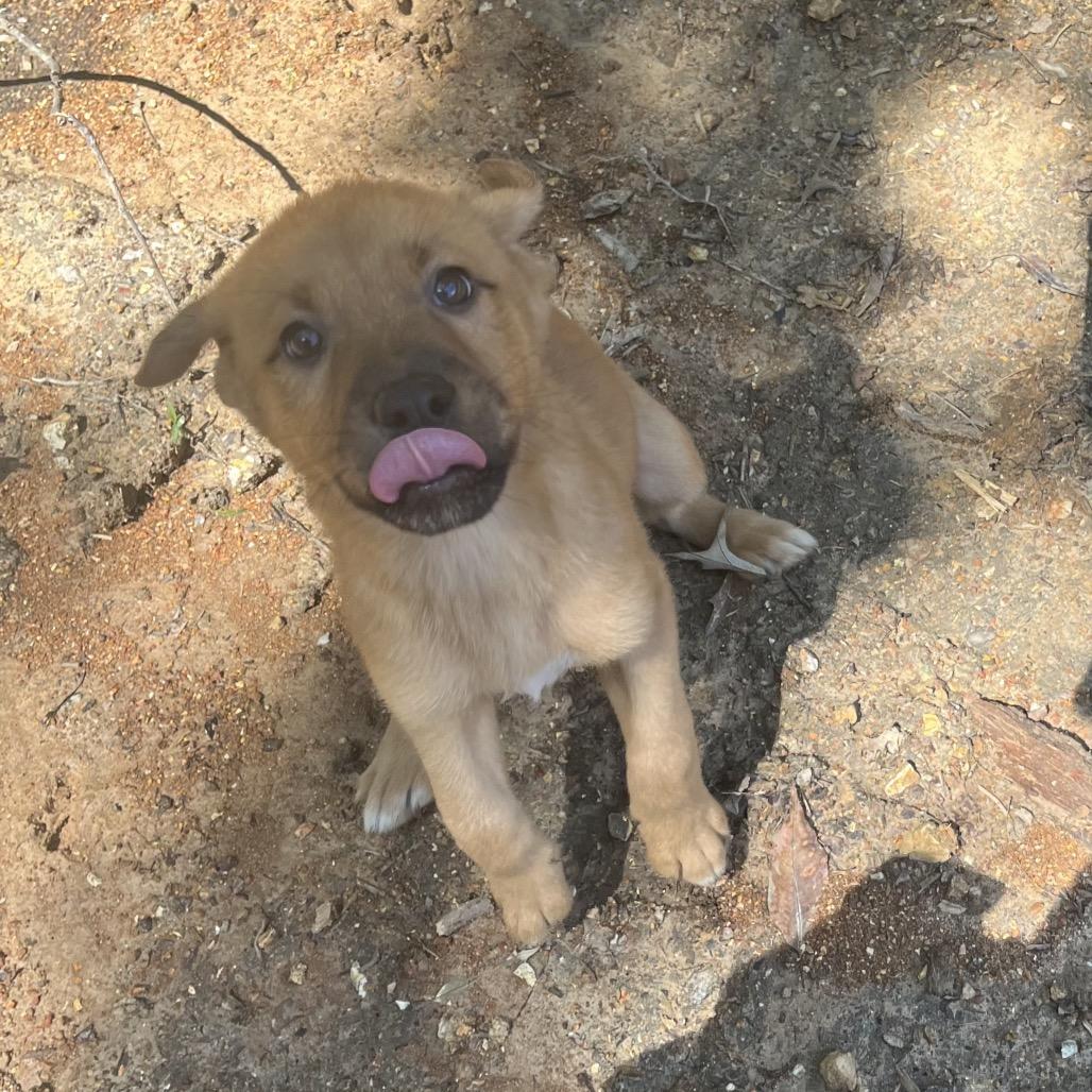 Dog for adoption - Trix, a Labrador Retriever in Warwick, RI | Petfinder