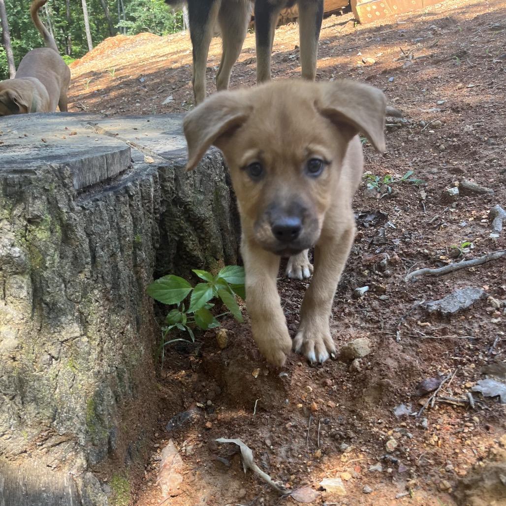 Dog for adoption - Trix, a Labrador Retriever in Warwick, RI | Petfinder