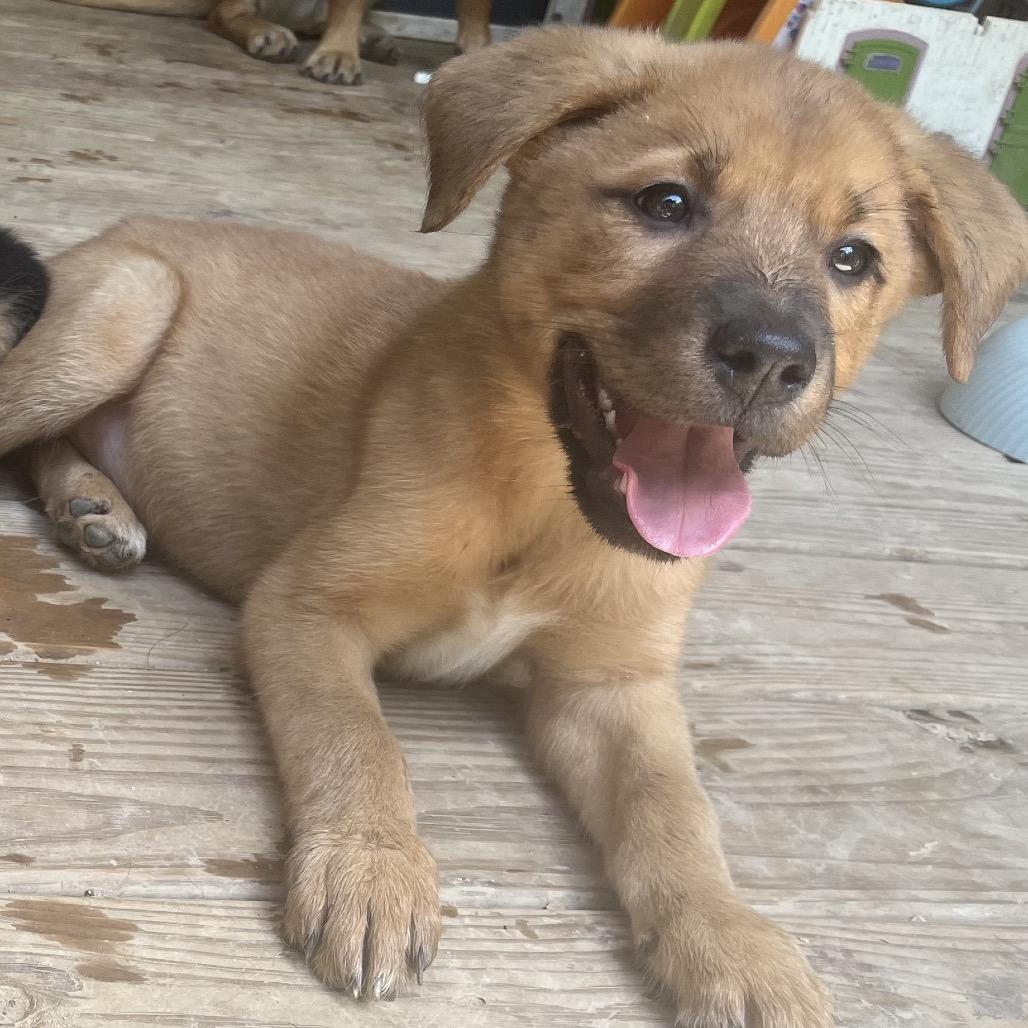 Dog for adoption - Trix, a Labrador Retriever in Warwick, RI | Petfinder