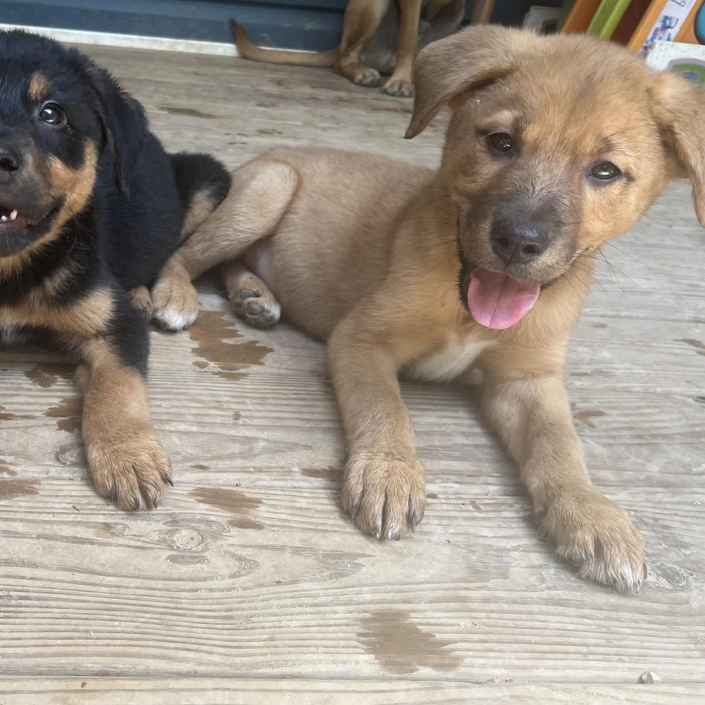 Dog for adoption - Trix, a Labrador Retriever in Warwick, RI | Petfinder