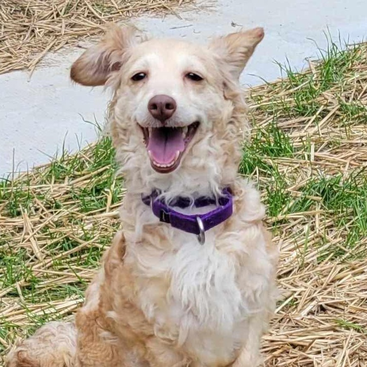 Dog for adoption - Skittles, a Terrier Mix in Greensburg, PA | Petfinder