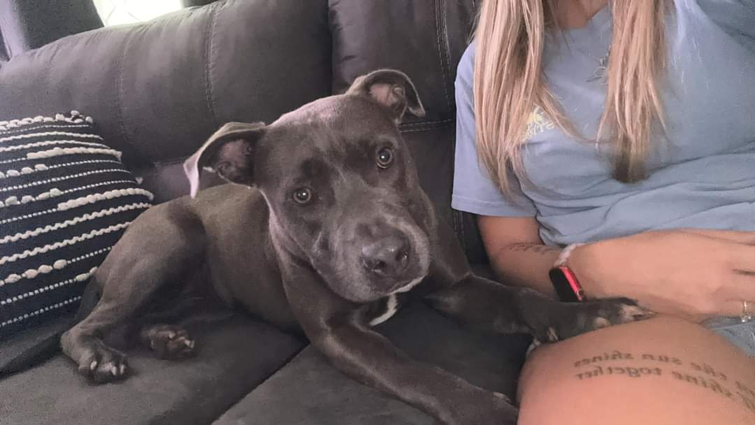 Dog for adoption - Violet, an American Staffordshire Terrier in Murrells Inlet, SC | Petfinder