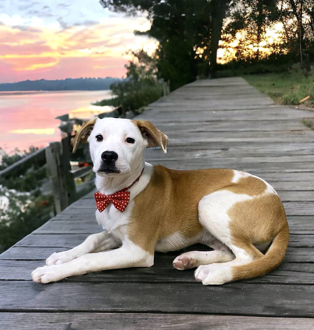 Dog for adoption - SHYLO, a Pit Bull Terrier Mix in Sumter, SC | Petfinder