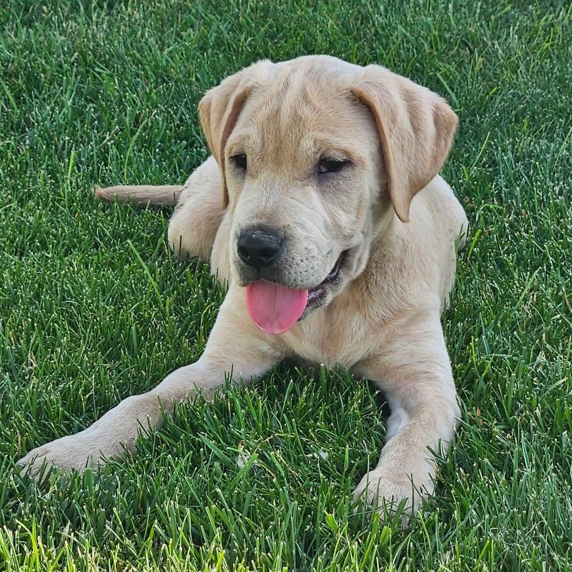 Dog for adoption - Holly, a Yellow Labrador Retriever & Shar-Pei Mix in Kentwood, MI | Petfinder