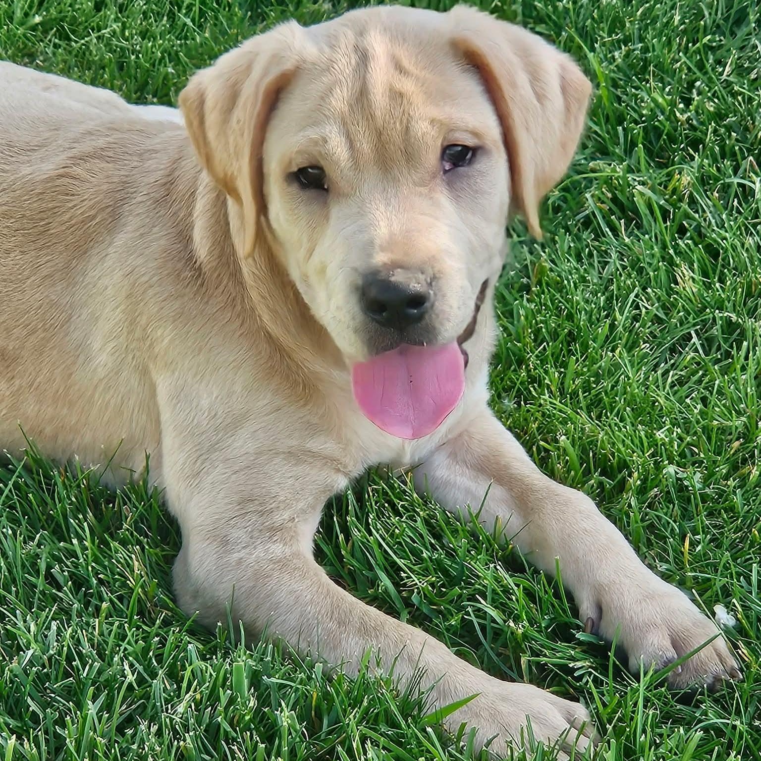 Dog for adoption - Holly, a Yellow Labrador Retriever & Shar-Pei Mix in Kentwood, MI | Petfinder