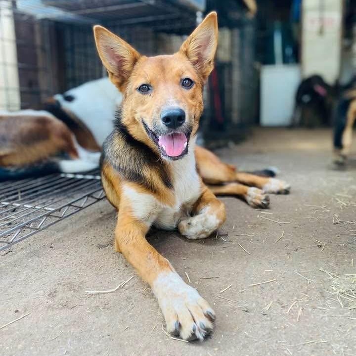 Dog for adoption - Junebug Nixie PC, an Australian Cattle Dog / Blue ...