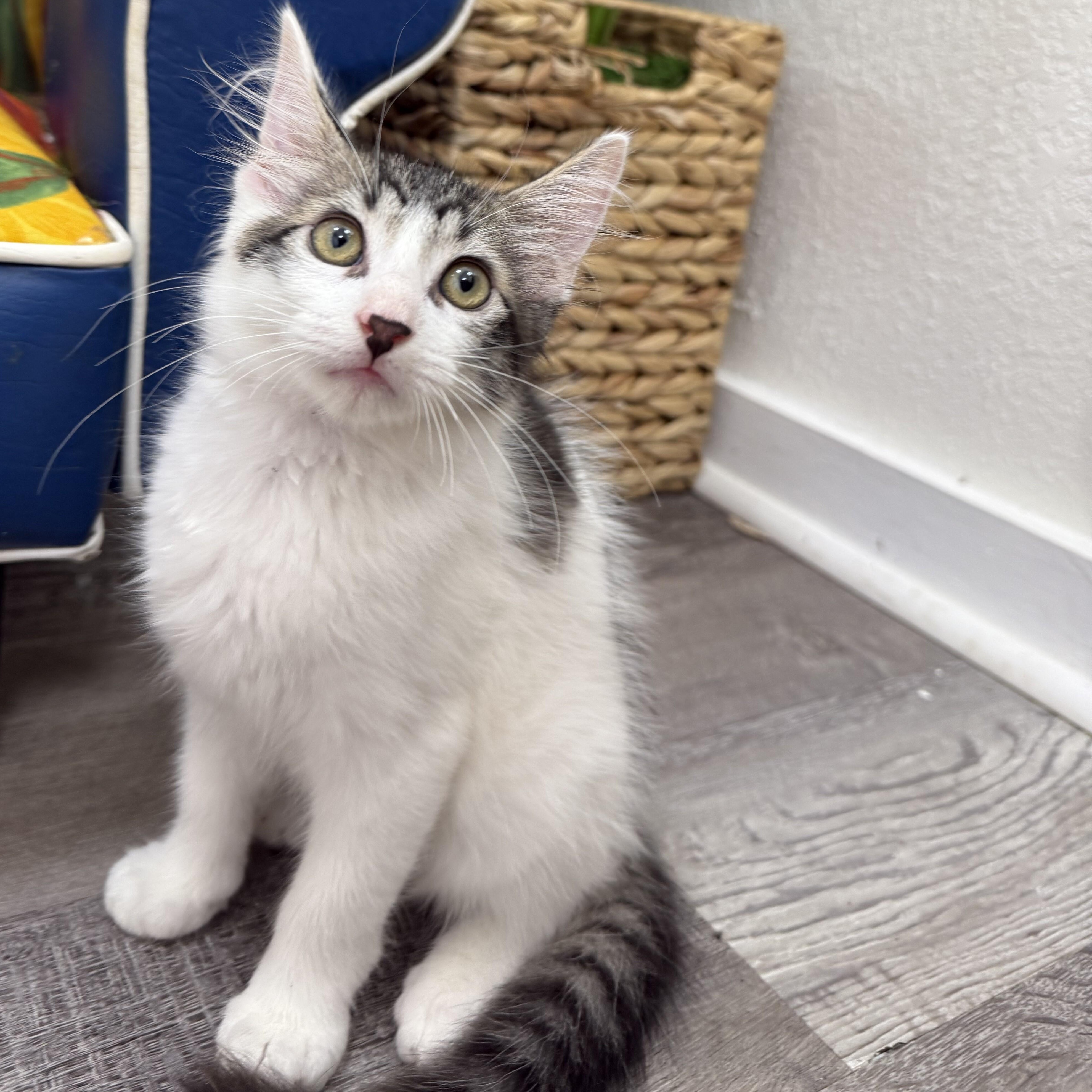 Cat for adoption - Popi Leoni Arcangel, a Domestic Medium Hair & Tabby ...