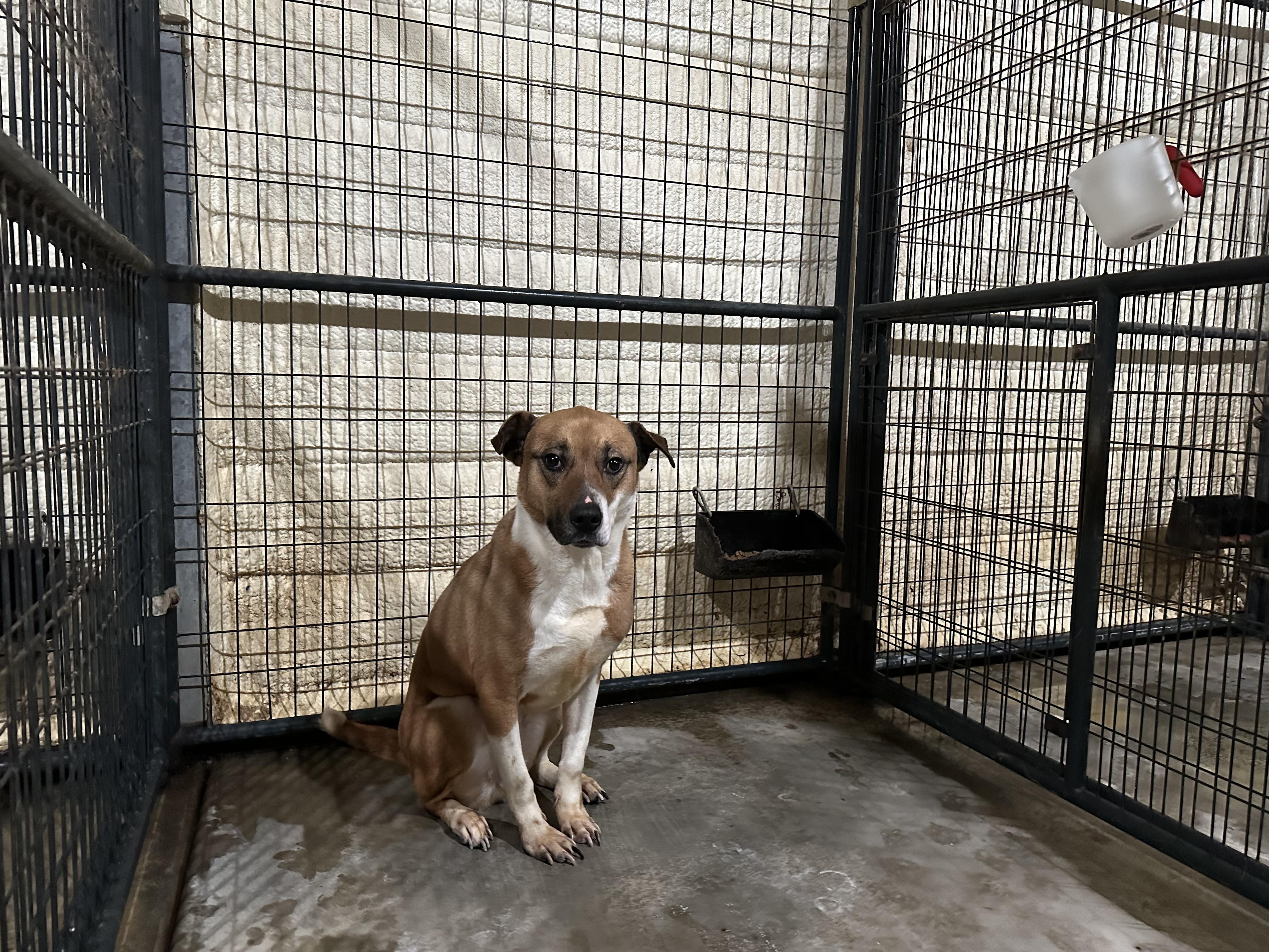 Dog for adoption - Mac, a Mixed Breed in Aurora, CO | Petfinder