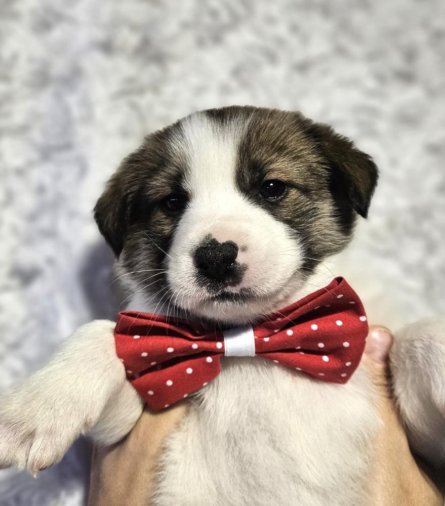 Dog for adoption - Alba - FOSTER NEEDED, a Siberian Husky Mix in ...