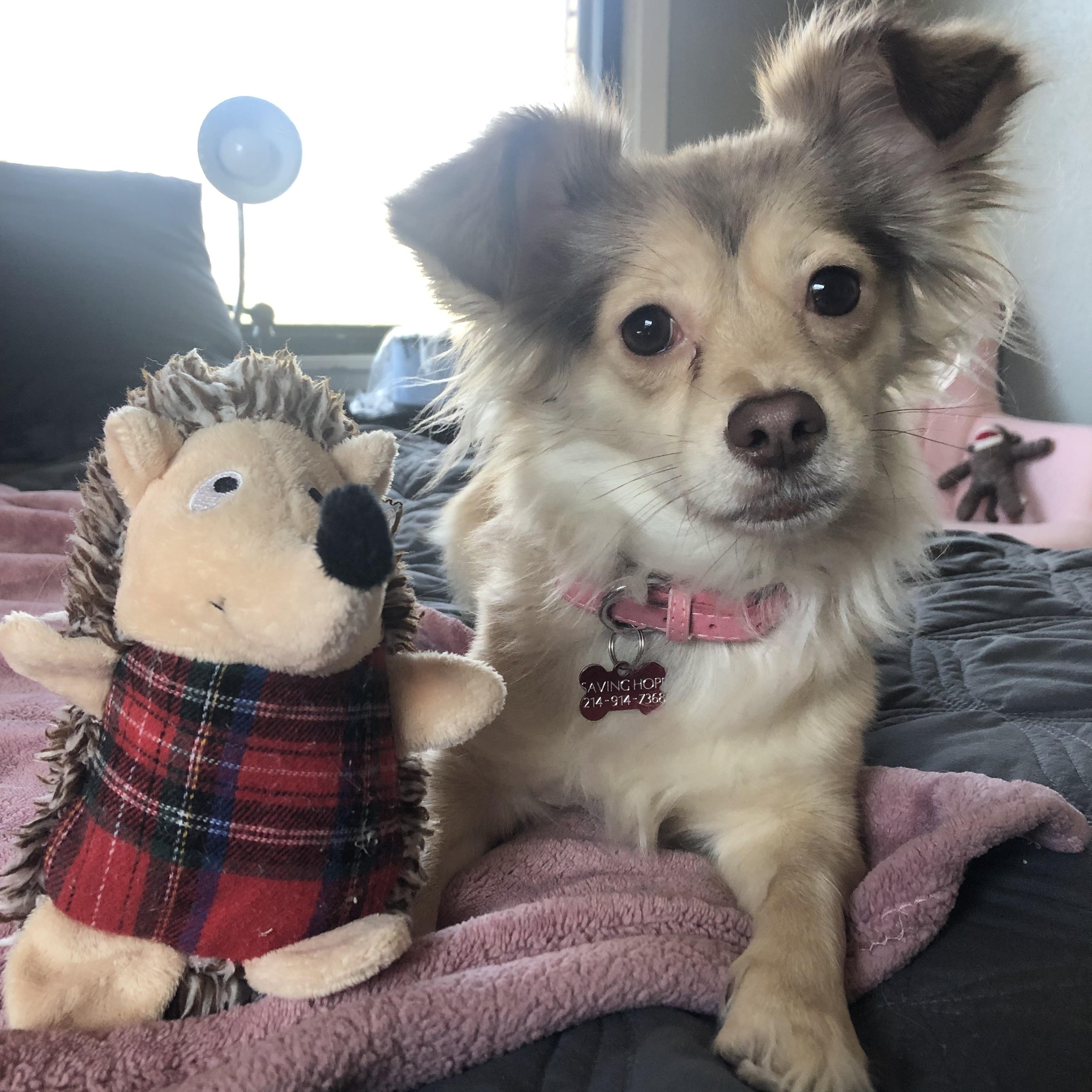 Dog for adoption - Prissy, a Chihuahua Mix in Lacey, WA | Petfinder