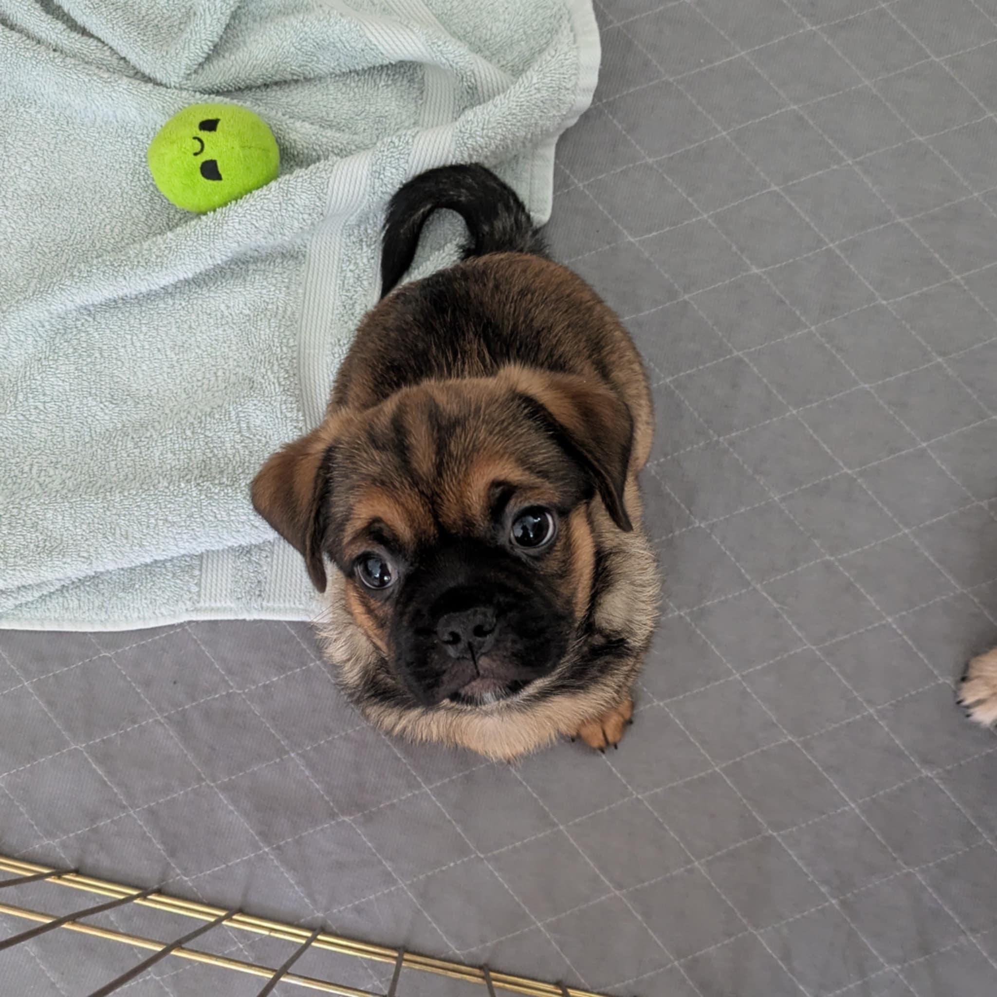 Darrin - Adoptable Pet | Petfinder | Petfinder