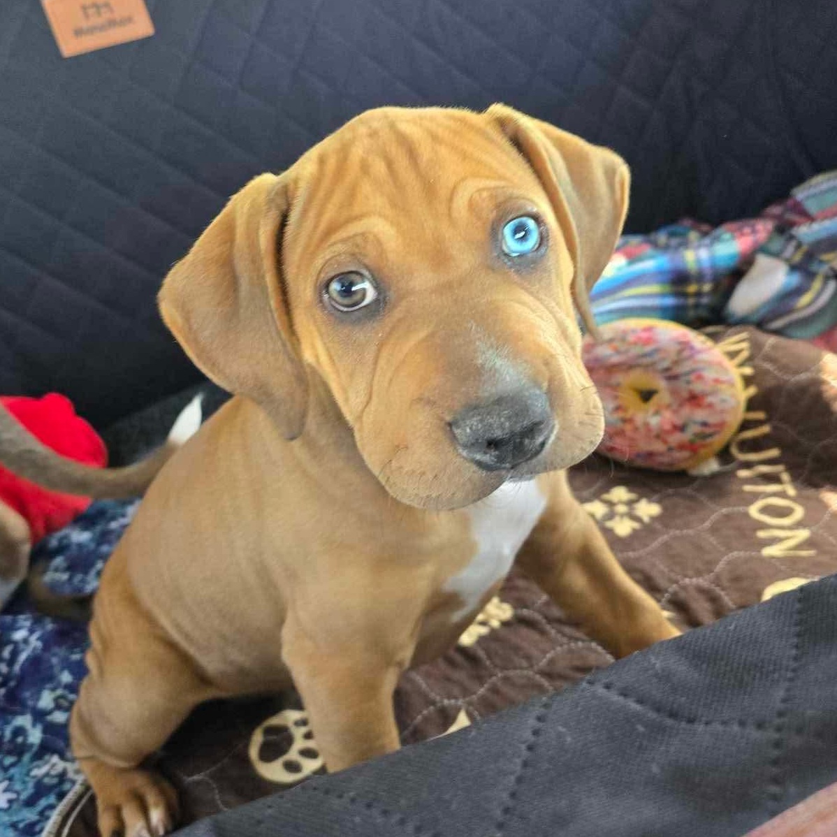 Dog for adoption - Samantha, a Rhodesian Ridgeback & Shar-Pei Mix in ...