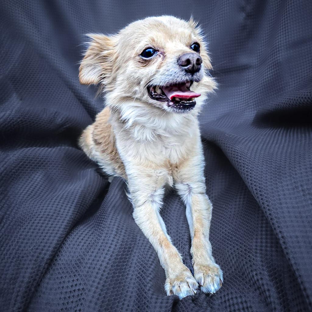 Dog for adoption - Chivalrous Lil Mr Cyril ~ Malchi !, a Maltese ...