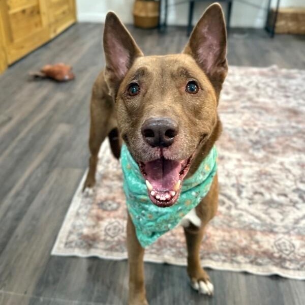 Dog for adoption - Layla the Dog Lovin Doll, a Shepherd & Pit Bull ...