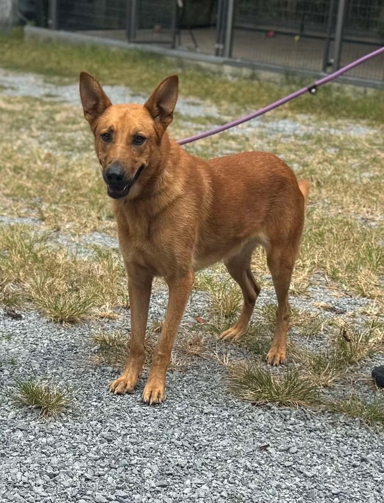 Dog for adoption - Salt, a German Shepherd Dog in Elizabethtown, NC ...