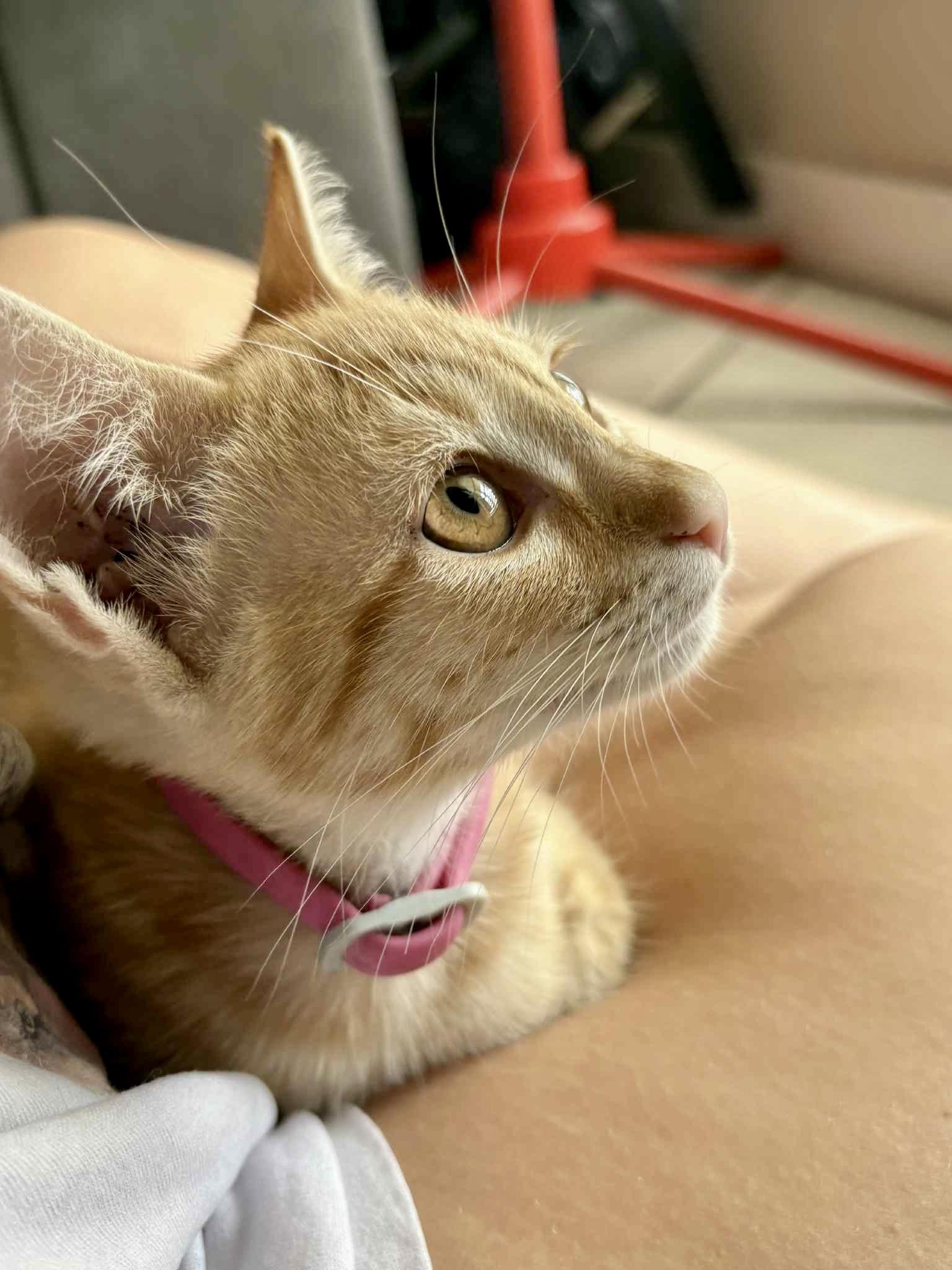 Cat for adoption - Beanie Weanie (lap kitty, dog-friendly), a Domestic ...