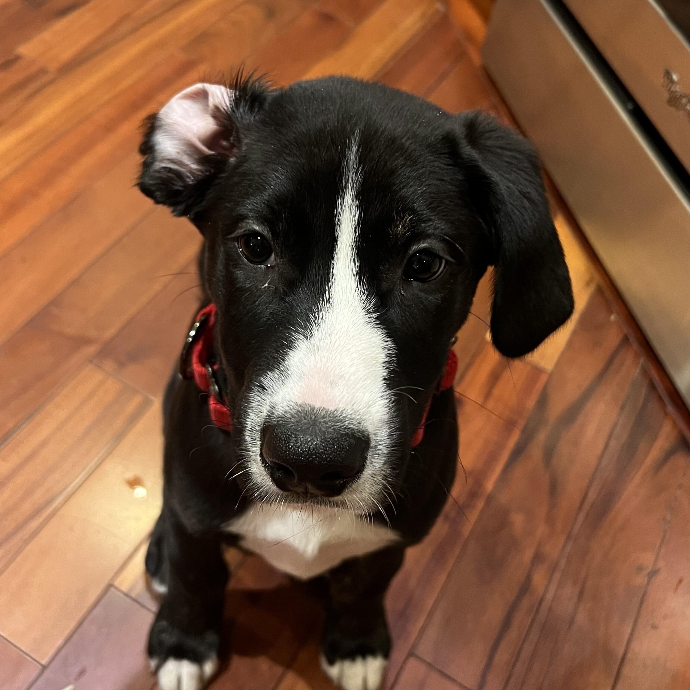 Dog for adoption - Captain America, a Coonhound & Border Collie Mix in Richmond, VA | Petfinder
