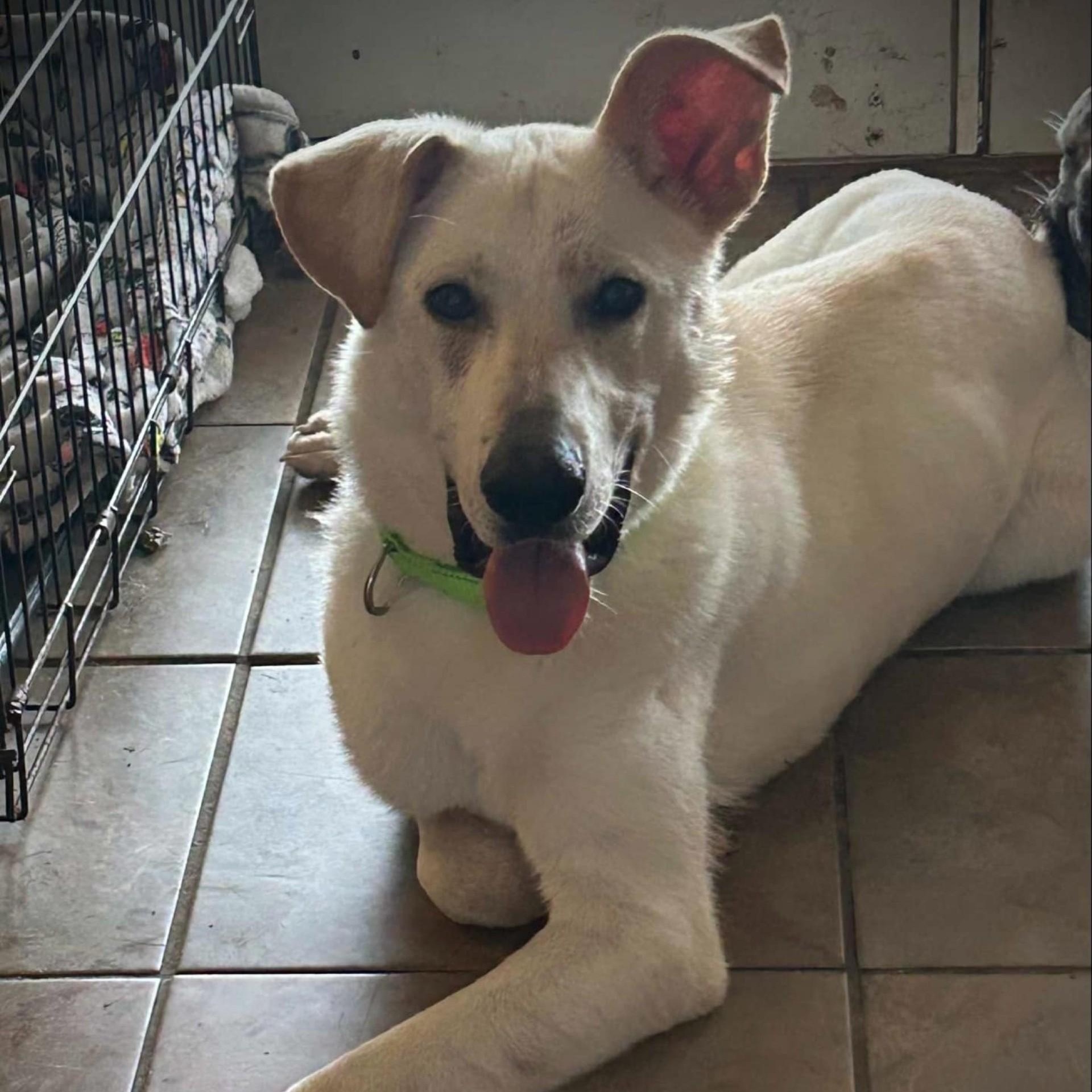 Dog for adoption - Pugsley PC, a Labrador Retriever & German Shepherd Dog Mix in Brattleboro, VT ...