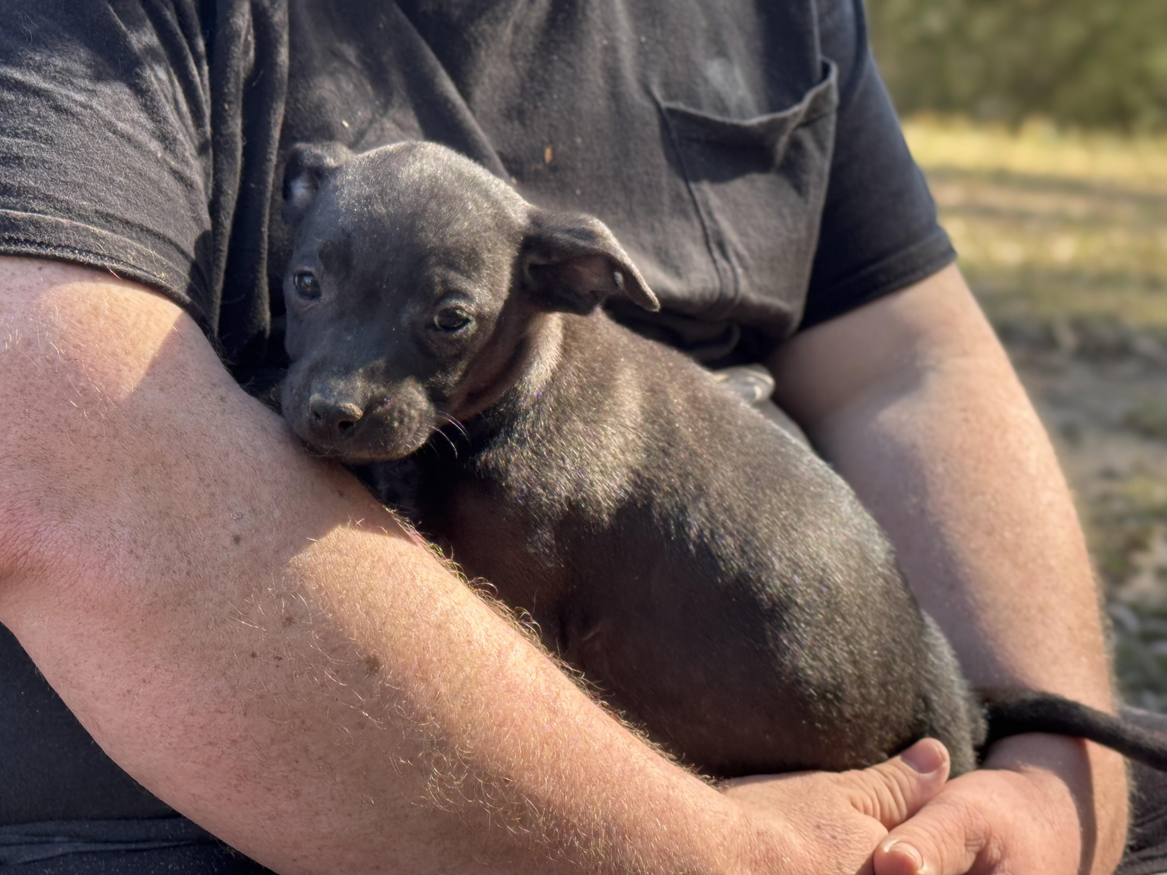 Dog for adoption - SHY SPROUT, a Pit Bull Terrier & Mountain Dog Mix in ...