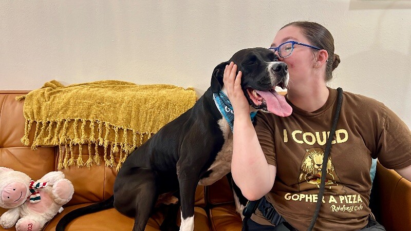 Dog for adoption - Kobi Smith, a Boxer & Pit Bull Terrier Mix in ...