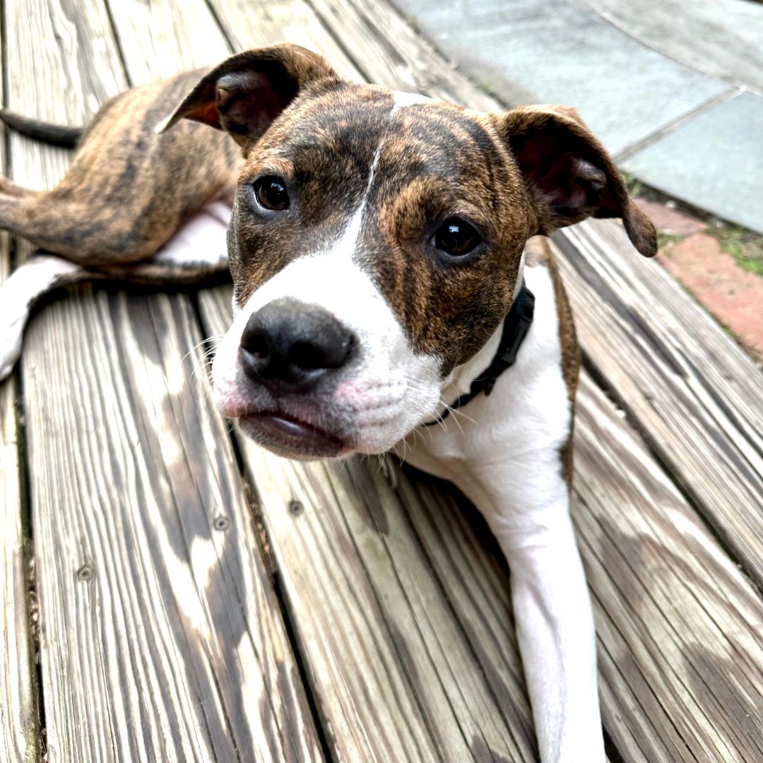 Dog for adoption - Flower, a Pit Bull Terrier Mix in Cumberland Center ...