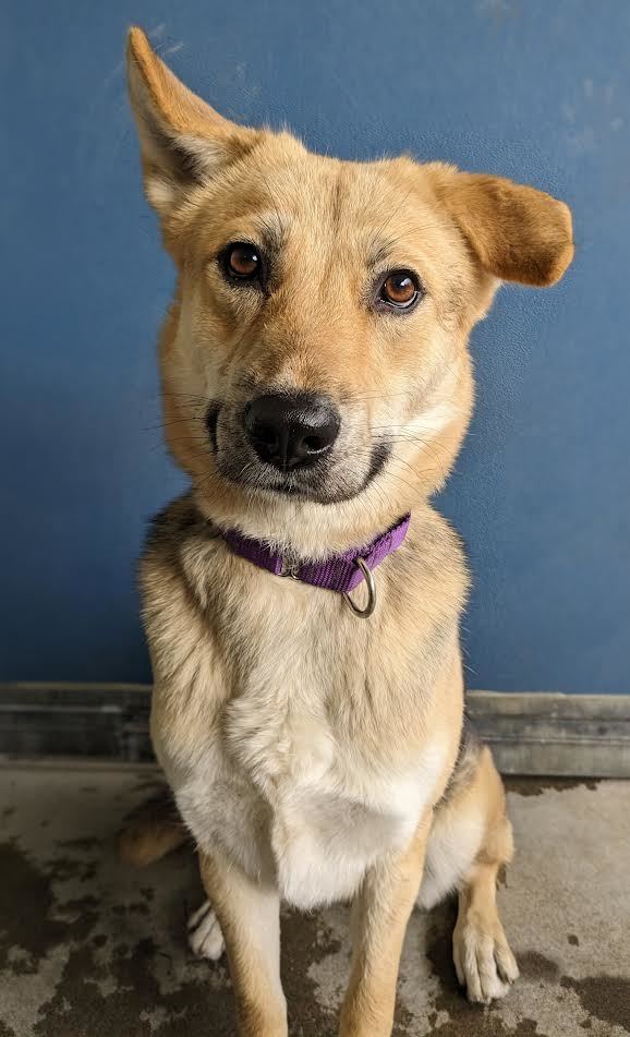 DONATE - Whatcom Humane Society