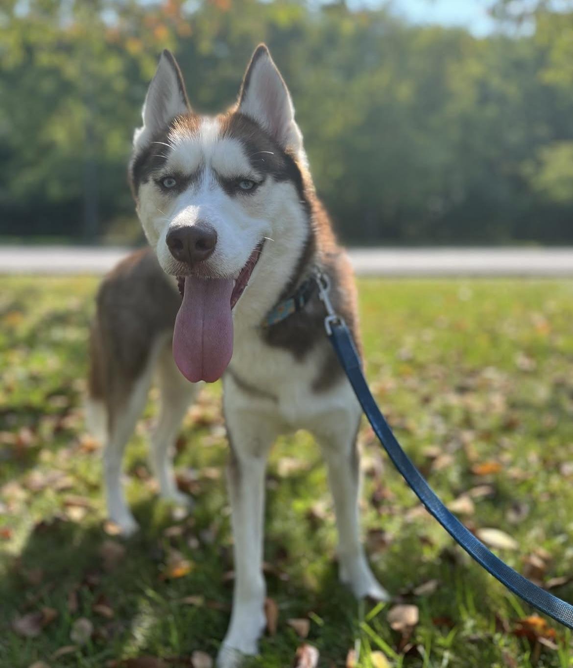 Dog for adoption - Koda, a Siberian Husky in Parma, OH | Petfinder