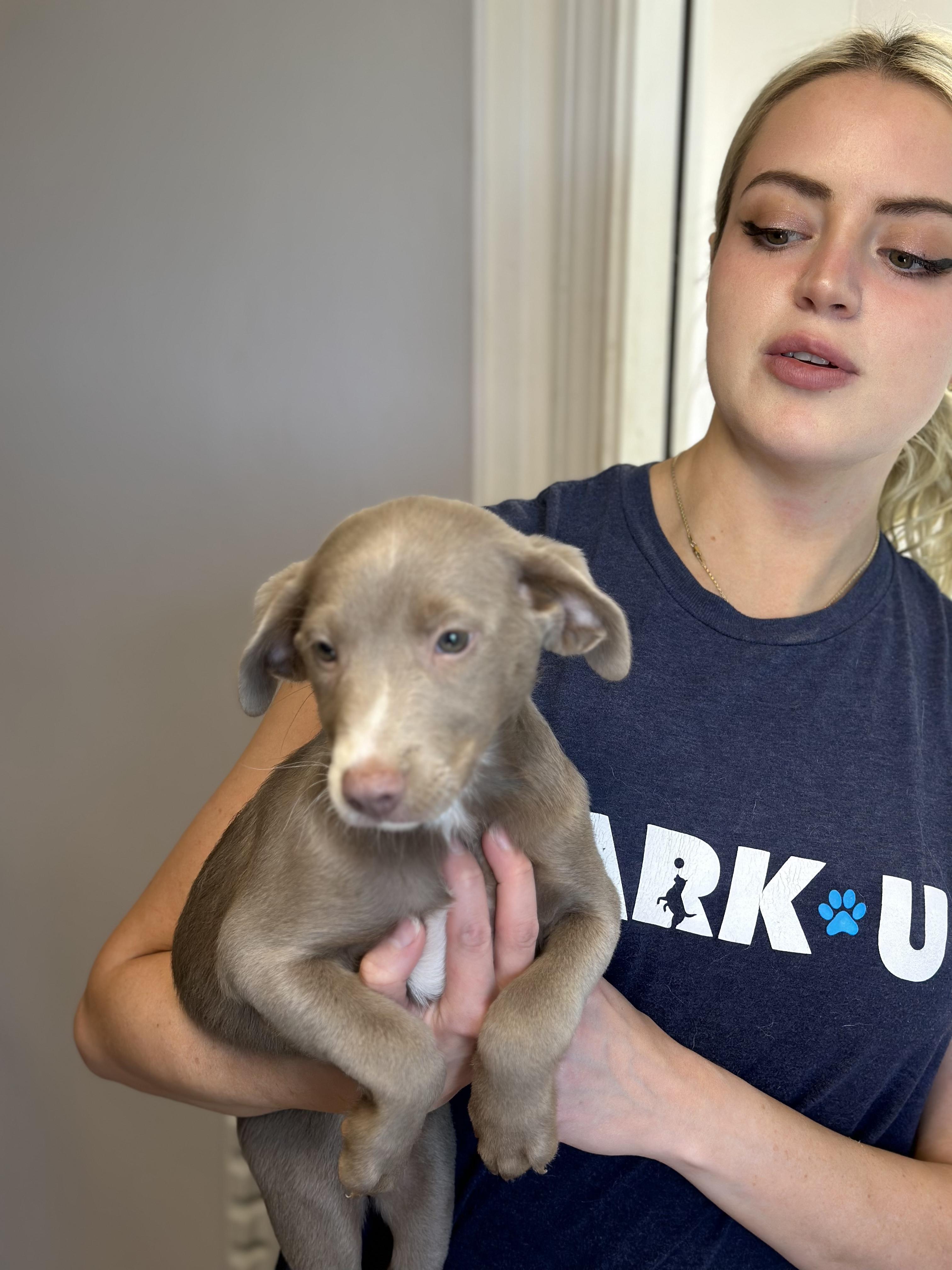 Dog for adoption - Six Boykin Mix puppies, a Boykin Spaniel & Labrador ...