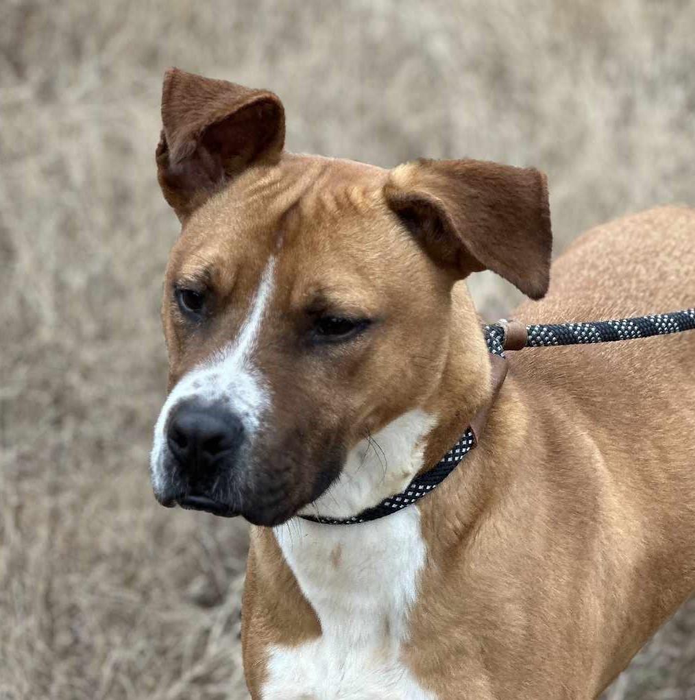 Dog for adoption - Hercules, an American Staffordshire Terrier in ...