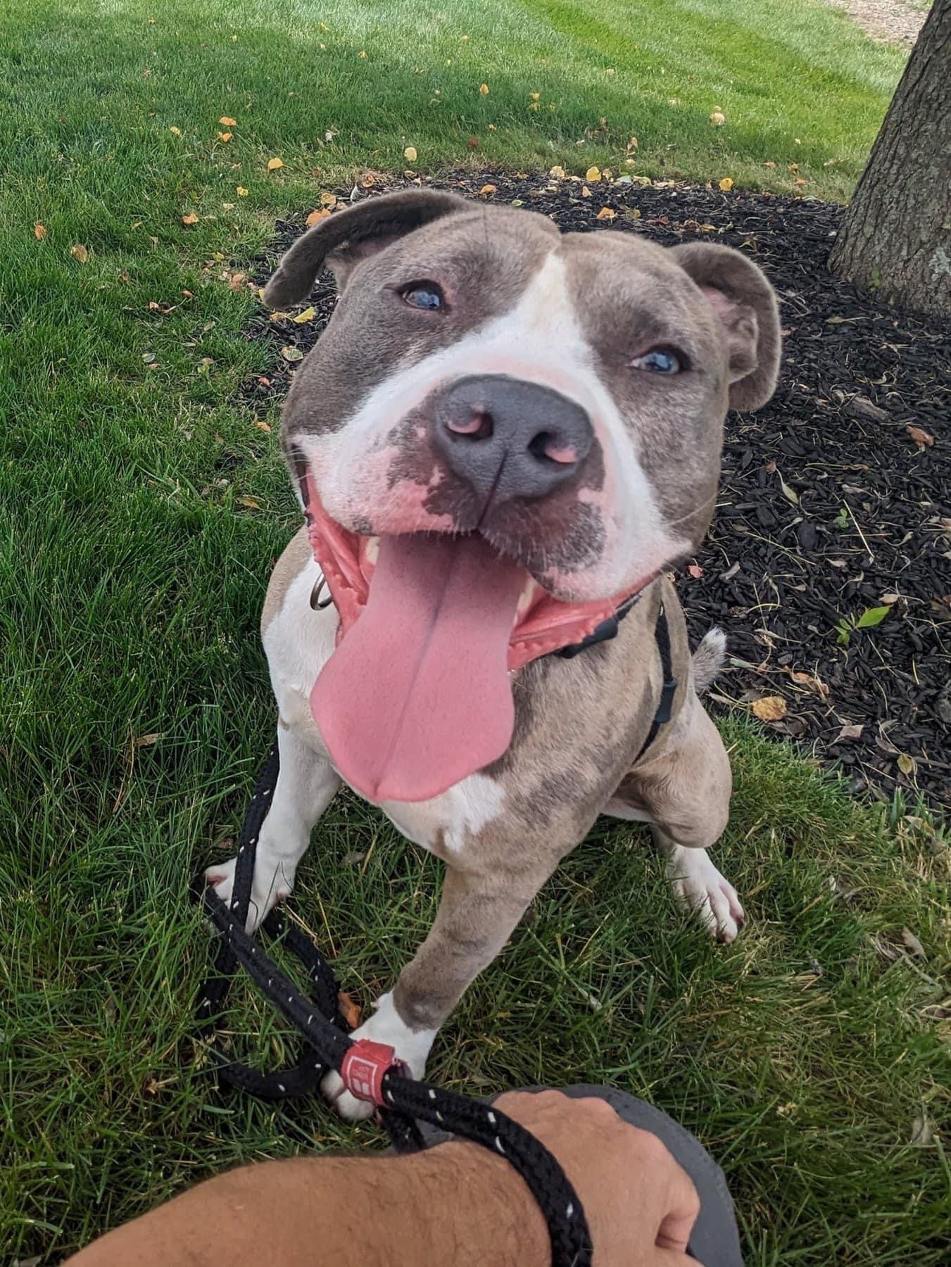 Dog for adoption - Oscar, a Pit Bull Terrier in Youngstown, OH | Petfinder