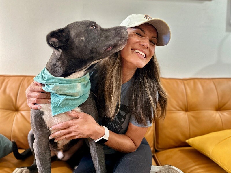 Dog for adoption - Silas O'Donnell, a Pit Bull Terrier & Blue Lacy Mix ...