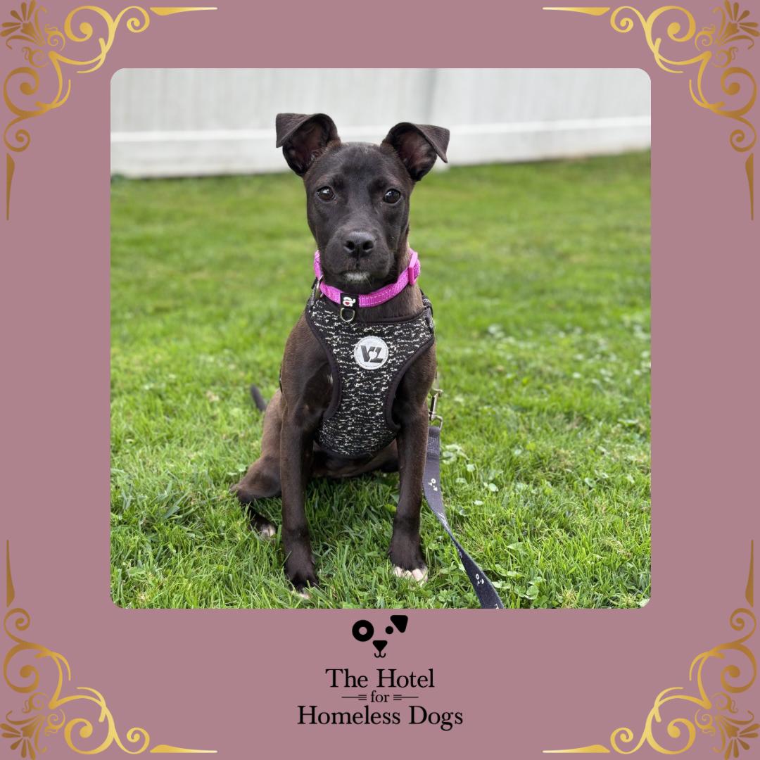 Dog for adoption - Jazzy, an American Staffordshire Terrier & Terrier ...