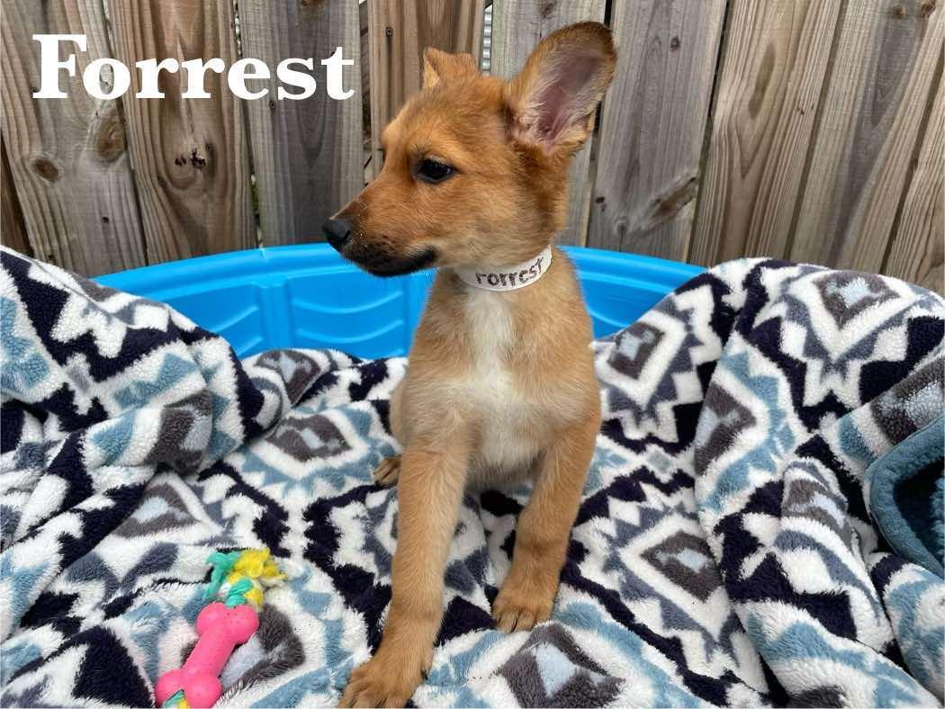 Dog for adoption - Forrest, an Australian Shepherd in chicago, IL | Petfinder