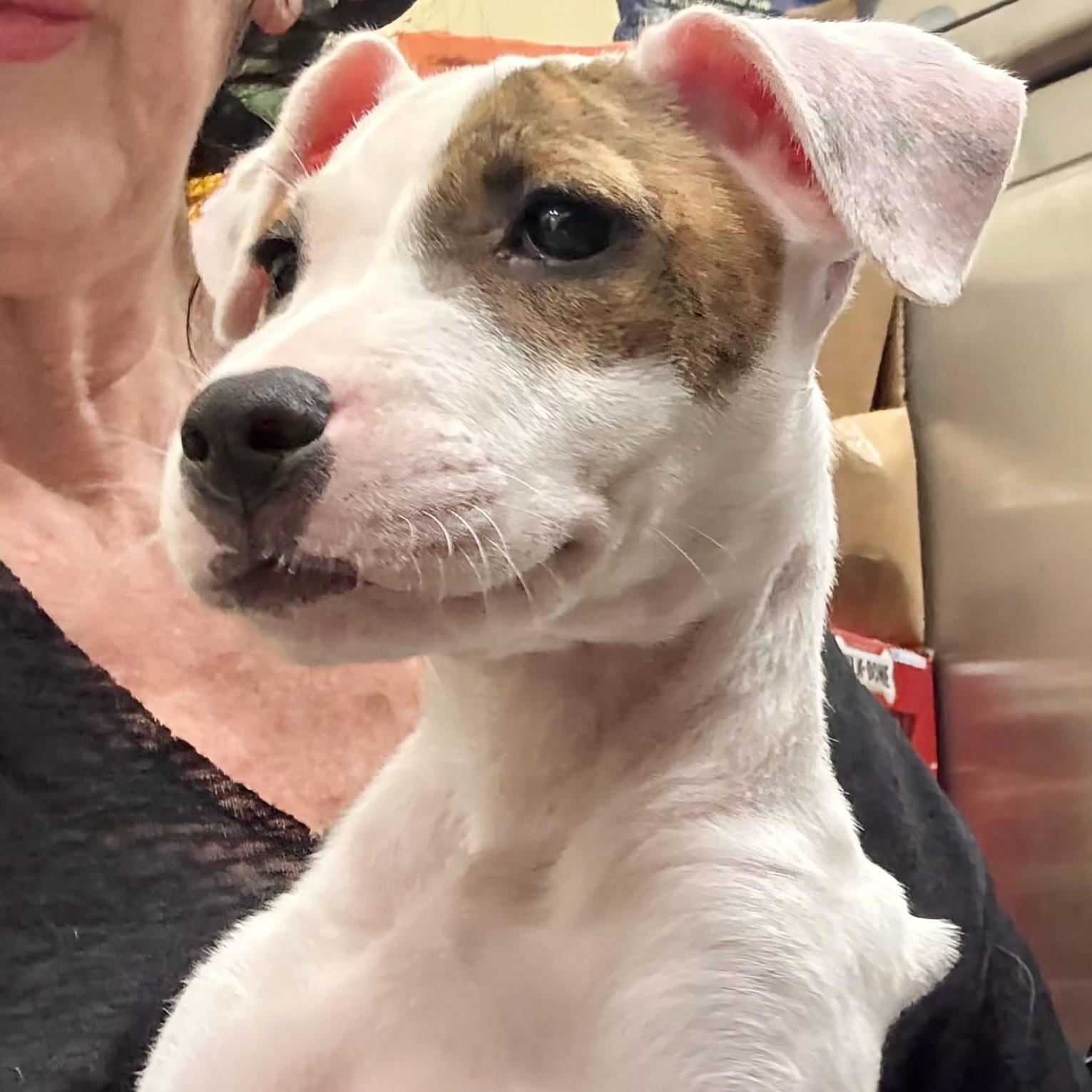 Dog for adoption - Prissy, a Terrier Mix in Appleton, WI | Petfinder