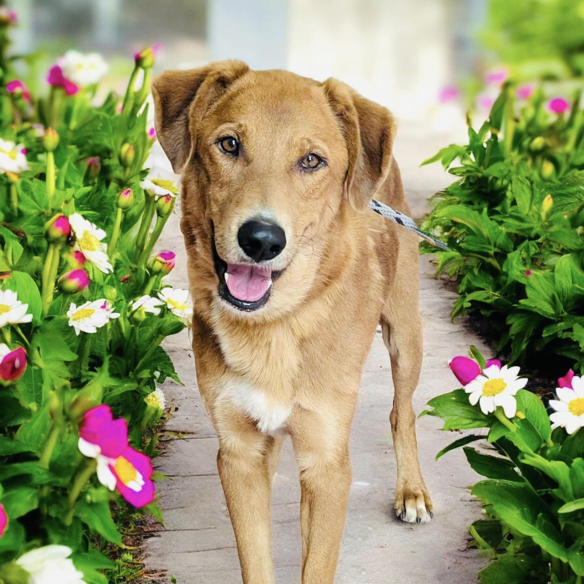 Dog for adoption - Big Red, an Irish Setter & Labrador Retriever Mix in ...