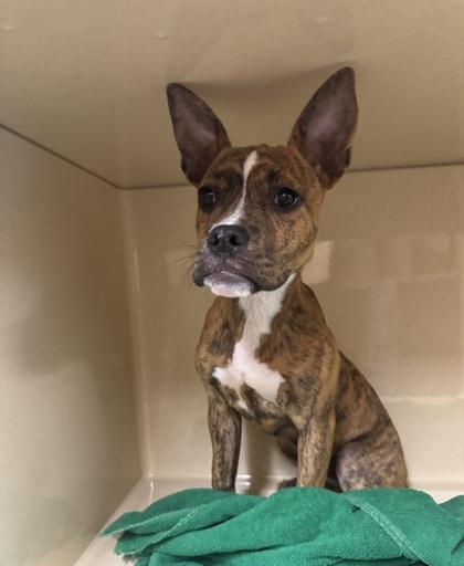 Dog for adoption - Wilma, a Boxer Mix in Cleveland, OH | Petfinder