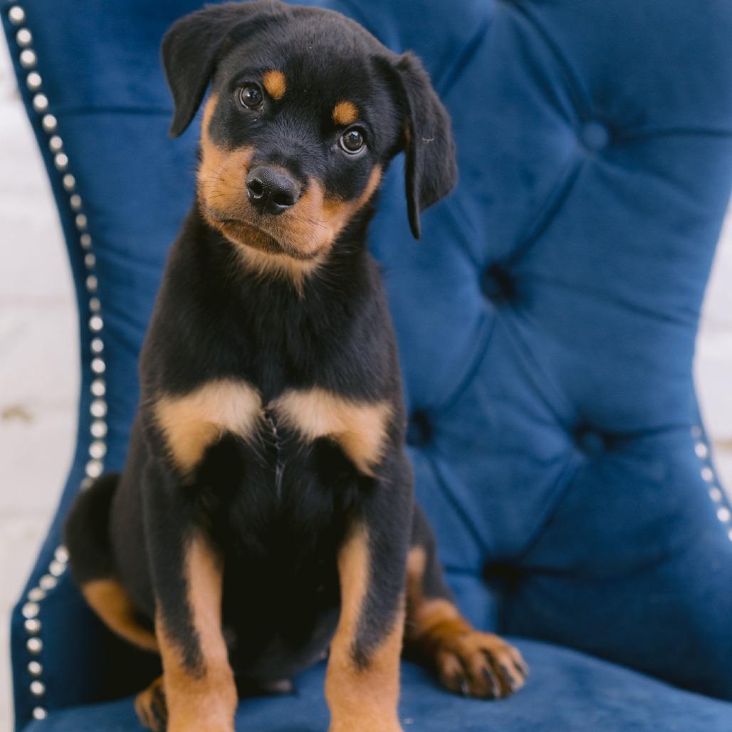 Dog for adoption - Cabot, a Rottweiler in Zionsville, IN | Petfinder