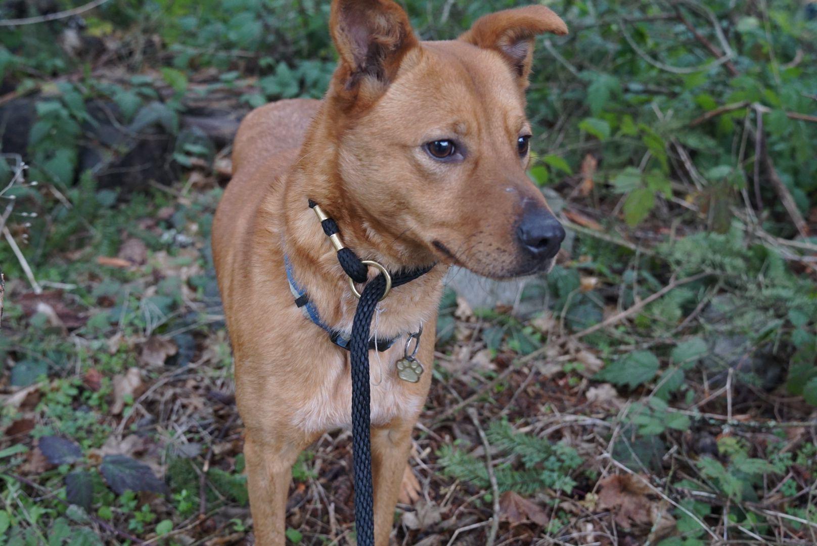 Dog for adoption - Canelo #2, a Mixed Breed in Puyallup, WA | Petfinder
