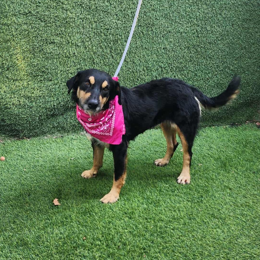 Dog for adoption - Lala, a Black and Tan Coonhound Mix in Manchester ...