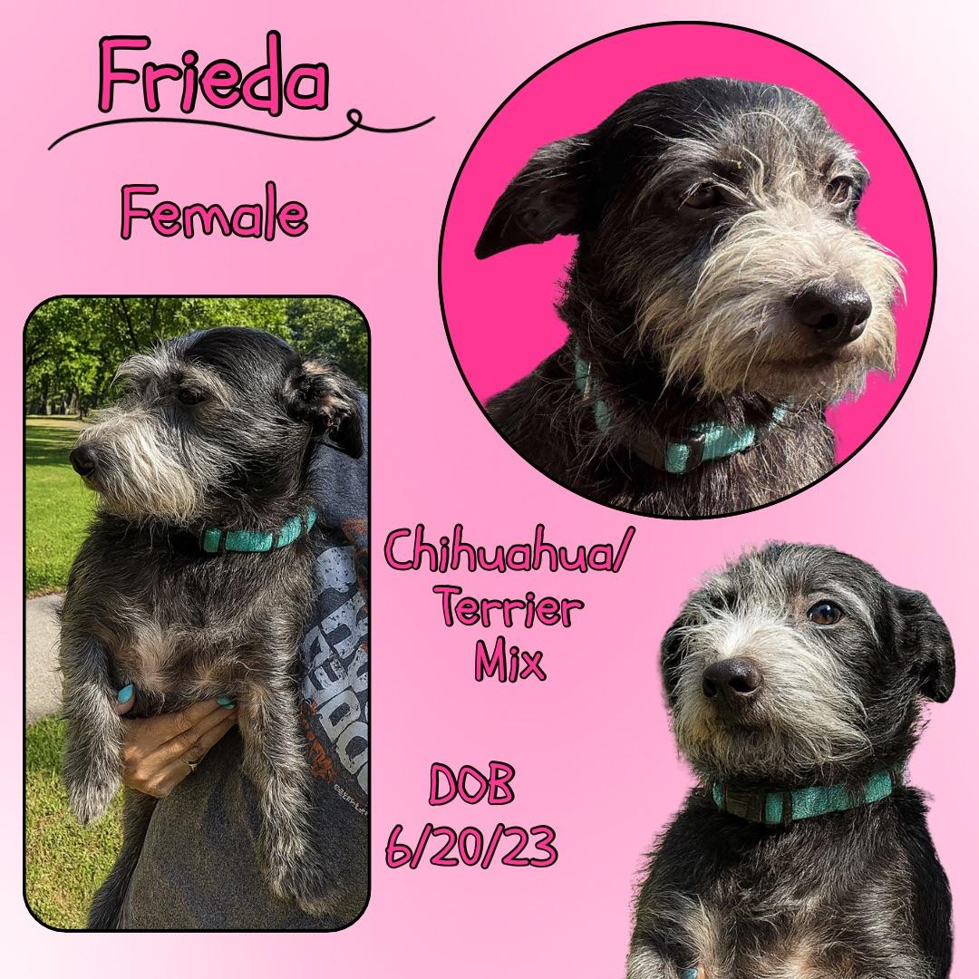 Dog for adoption - Frieda, a Terrier & Chihuahua Mix in Perrysburg, OH ...