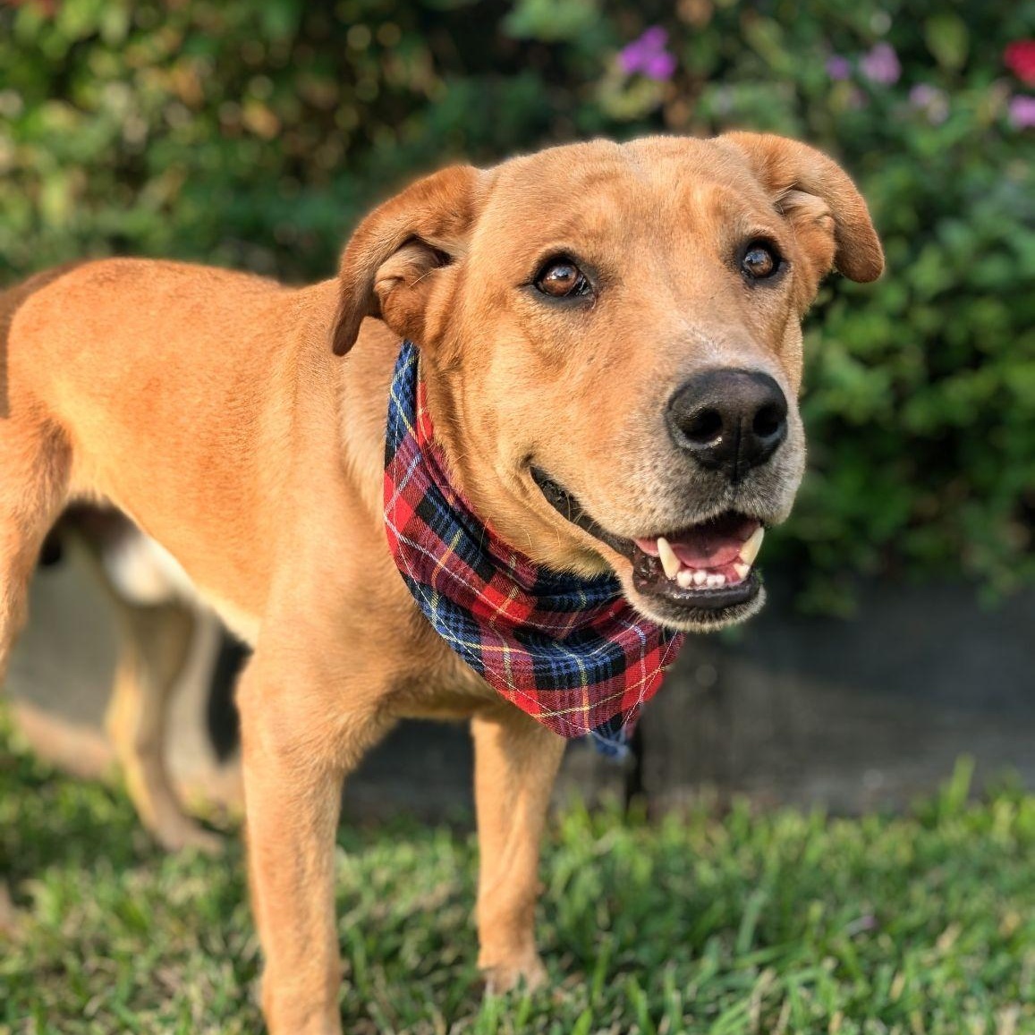 Dog for adoption - Meet Max –Big Heart, Loving, Loyal, Goofy, Good w ...