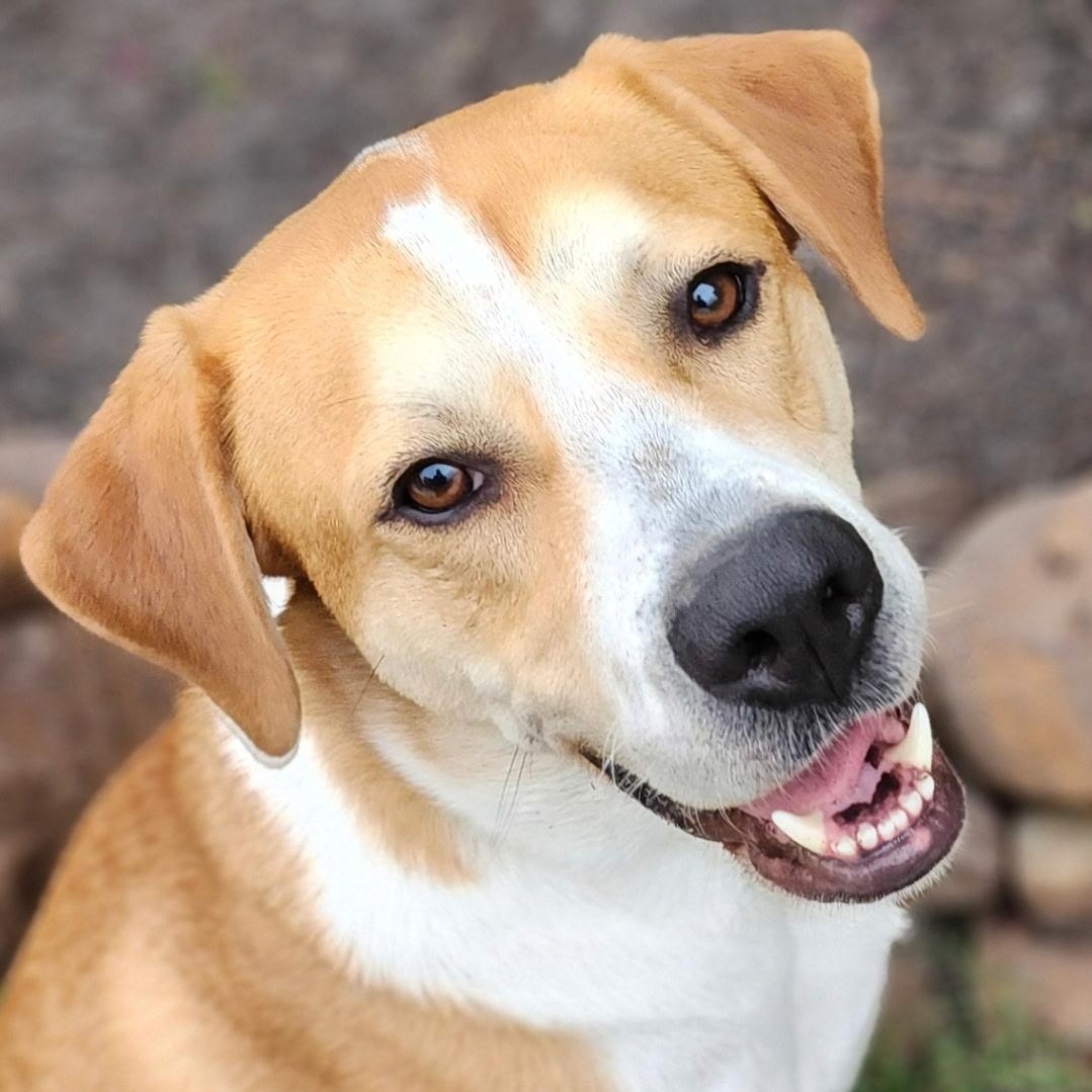 Dog for adoption - Chase, a Labrador Retriever Mix in Toronto, ON ...