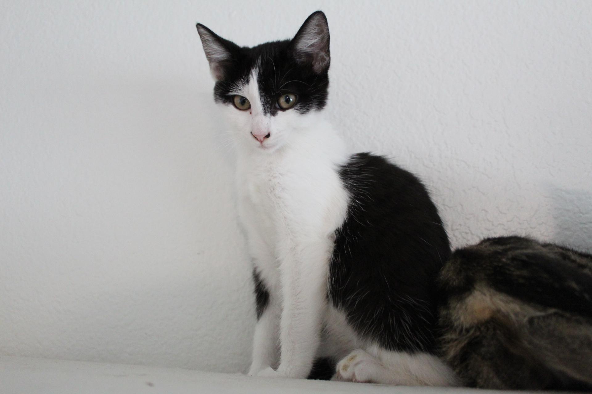 Cat for adoption - ROSE, a Domestic Short Hair in Tracy, CA | Petfinder