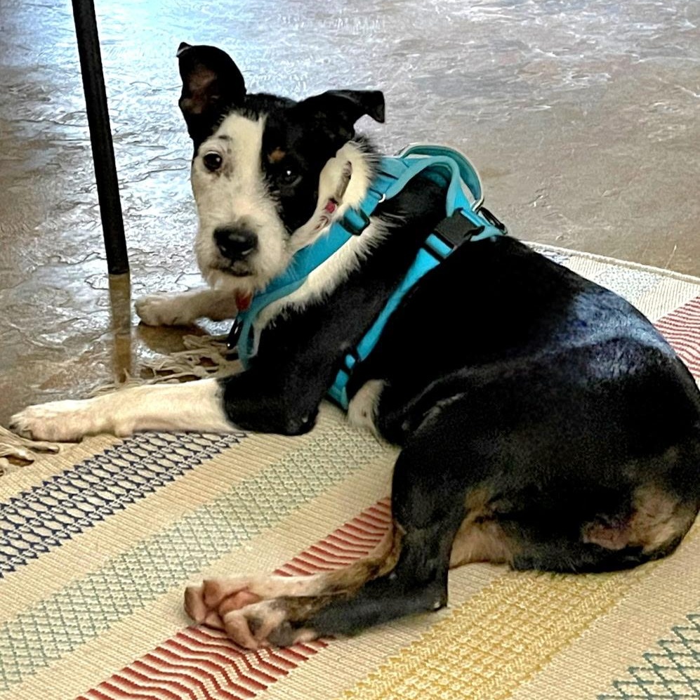 Dog for adoption - Franny, a Wirehaired Terrier Mix in Philadelphia, PA ...