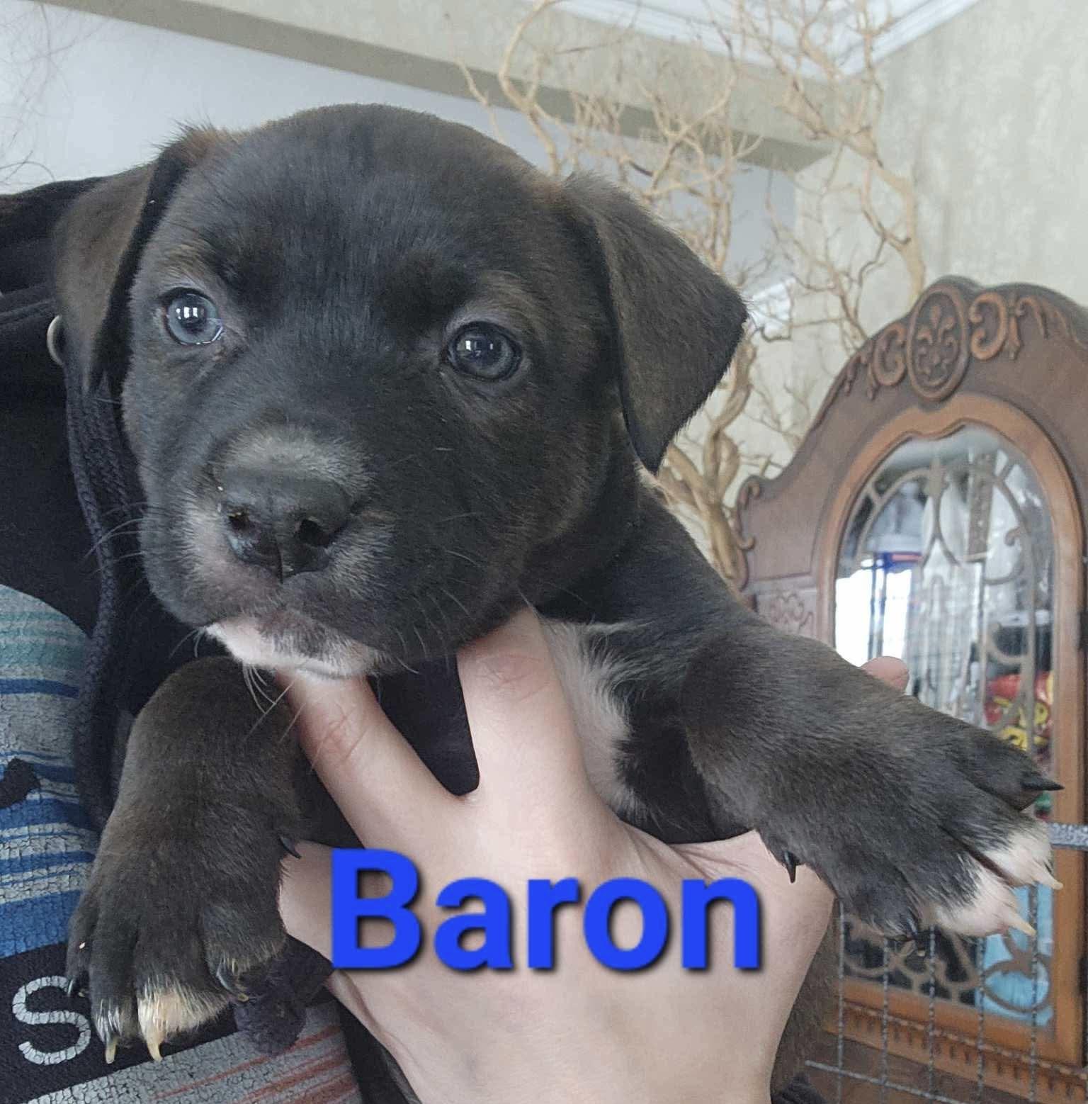 Dog for adoption - Baron, a Terrier Mix in Macomb, MI | Petfinder