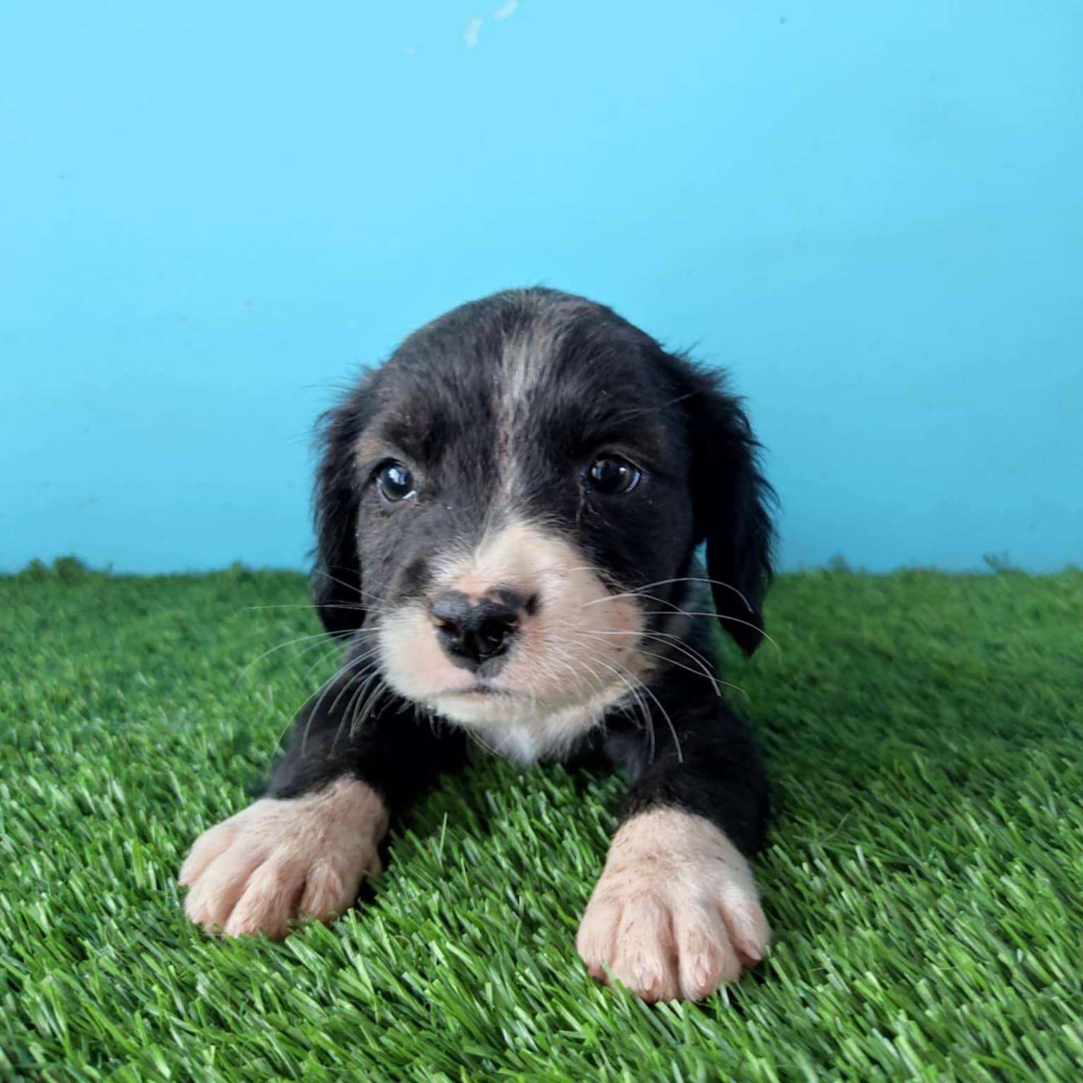 Dog for adoption - Ash, a Border Collie & Cocker Spaniel Mix in Tijuana ...